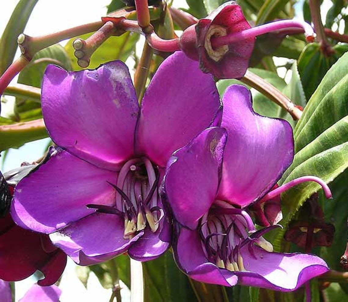 Meriania Nobilis | Amaraboyo | 20_seeds - Etsy