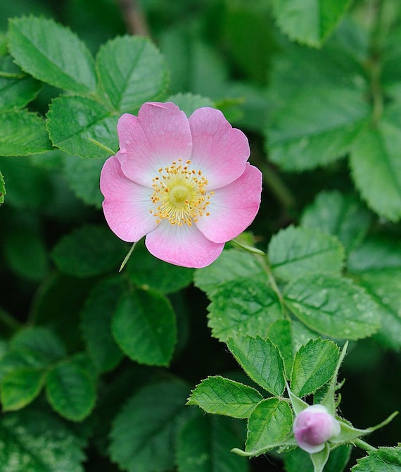 Rosa Rubiginosa