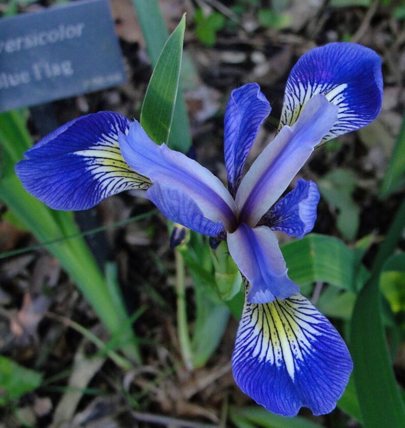 Iris Versicolor Blue Flag Dagger Flower 20_seeds - Etsy
