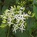 Cornus Sanguinea | Bloodtwig Dogwood | Compressa | 20_seeds - Etsy