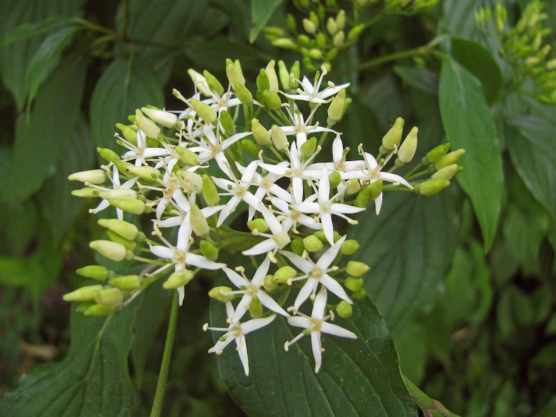 Cornus Sanguinea | Bloodtwig Dogwood | Compressa | 20_seeds - Etsy