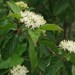 Cornus Sanguinea | Bloodtwig Dogwood | Compressa | 20_seeds - Etsy