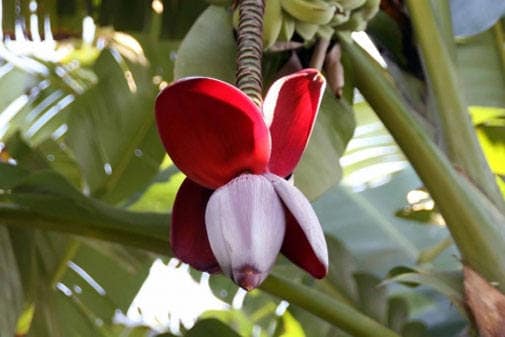 Musa Balbisiana | Wild Banana | 10_seeds - Etsy