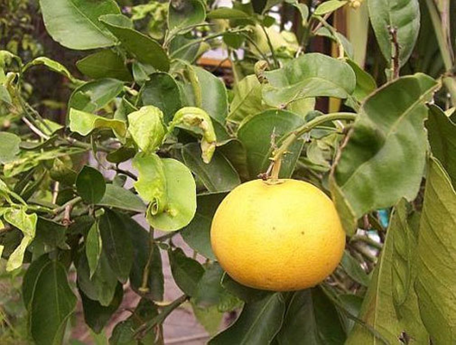 Citrus Maxima Red Flesh | Chinese Grapefruit | Pomelo | Pumello | 5 ...