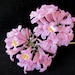 Tabebuia Rosea Apamate Pink Poui Pink Tecoma rosy Trumpet Tree 20_seeds ...