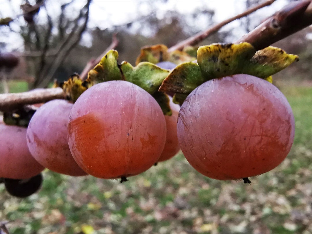 Diospyros Lotus | Caucasian Lilac Persimmon | Date Plum | 5_seeds - Etsy