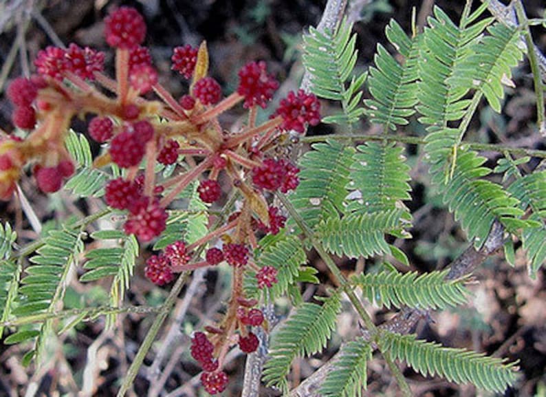 Acacia concinna Shikakai Soap Pod 5_Seeds | Etsy