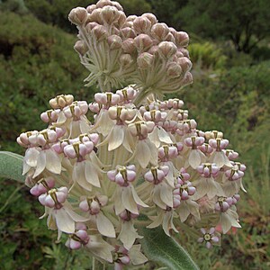 Asclepias Eriocarpa | Indian Kotolo Milkweed | Woollypod | 10_seeds - Etsy