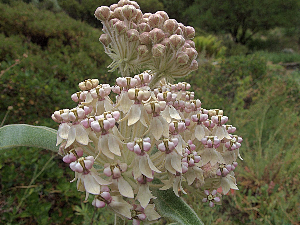 Asclepias Eriocarpa Indian Kotolo Milkweed Woollypod - Etsy