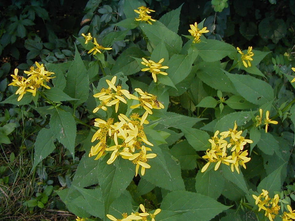 Verbesina Occidentalis Yellow Wingstem Crown-beard - Etsy