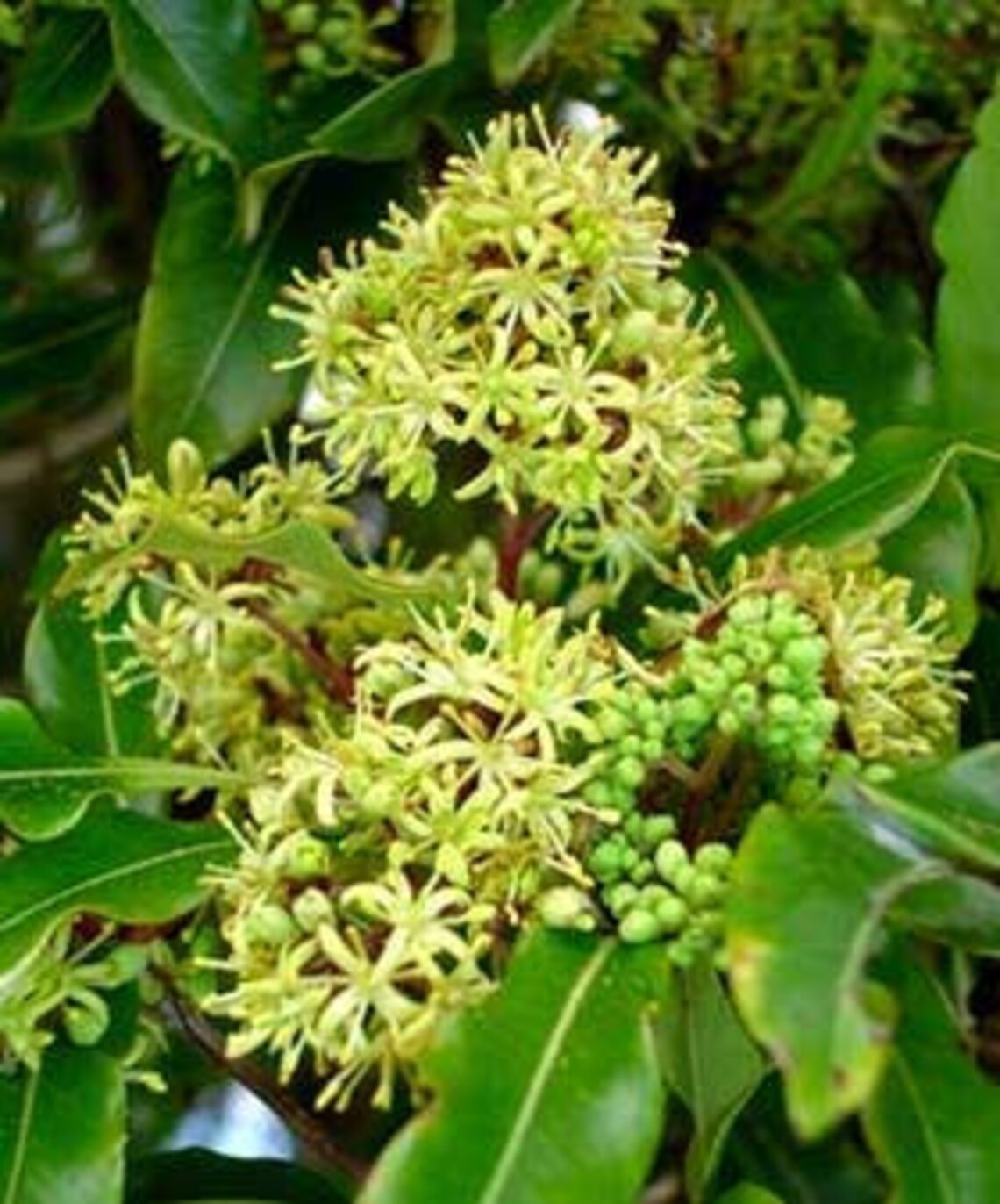 Pittosporum Eugenioides Lemonwood Tree Tarata 5_seeds - Etsy