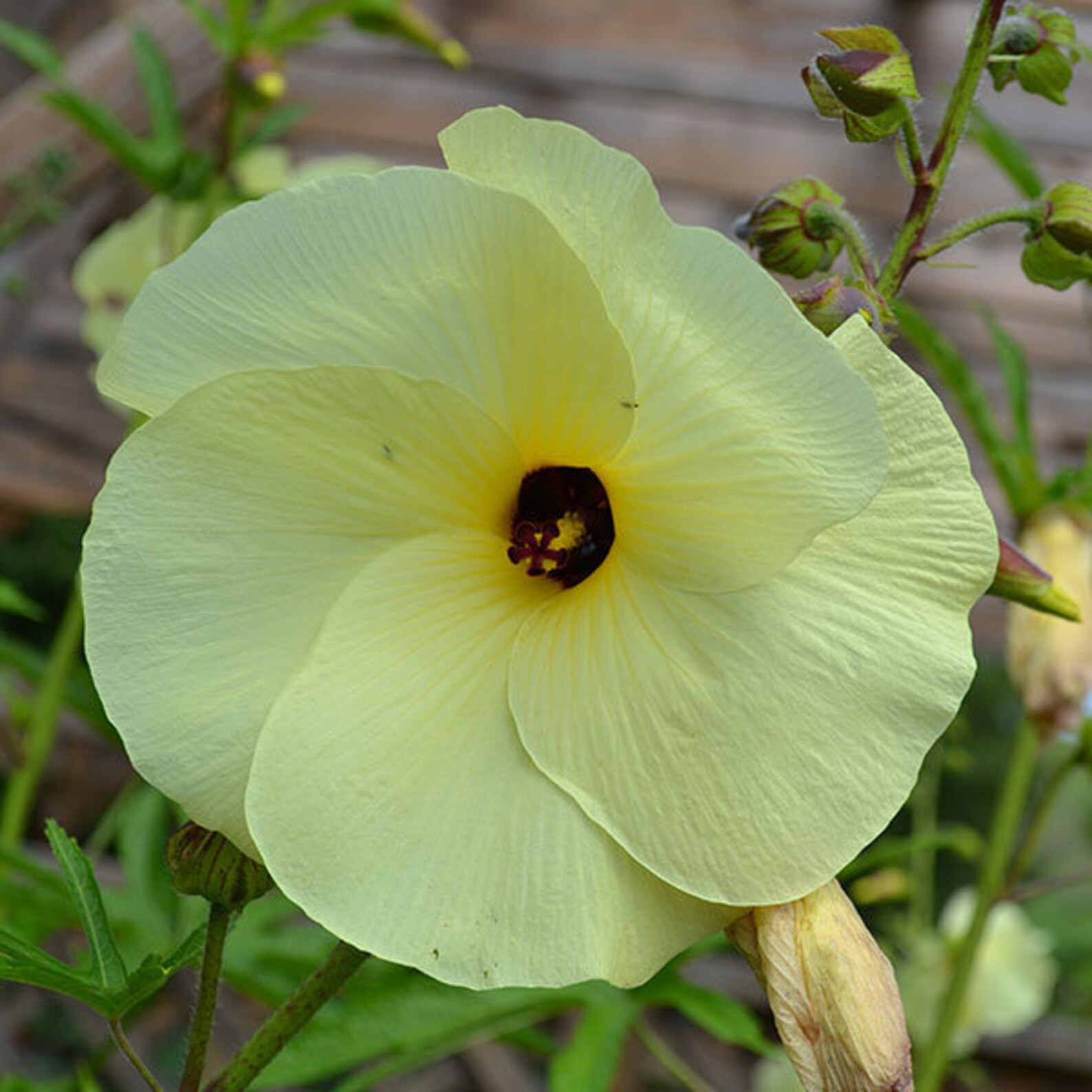 Abelmoschus Manihot | Aibika | Sunset Muskmallow Hibiscus | 50_seeds - Etsy