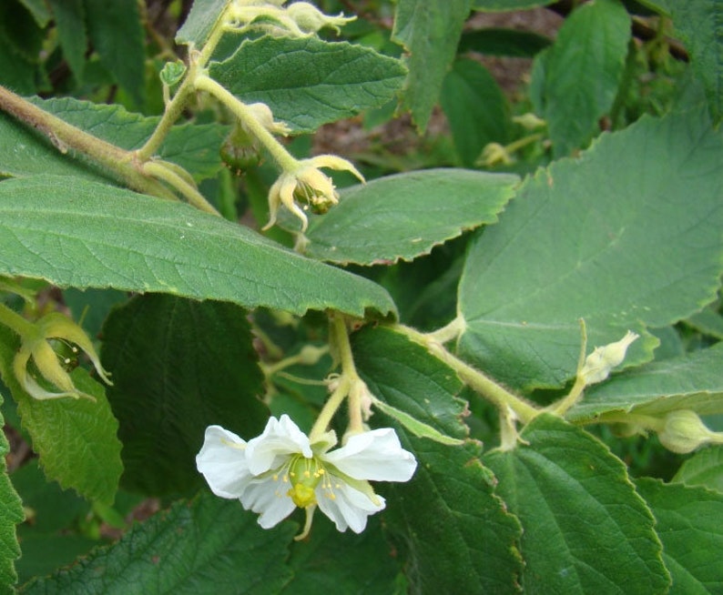 Muntingia Calabura | Calabura| Panama Berry |capulin| Jamaican Cherry ...