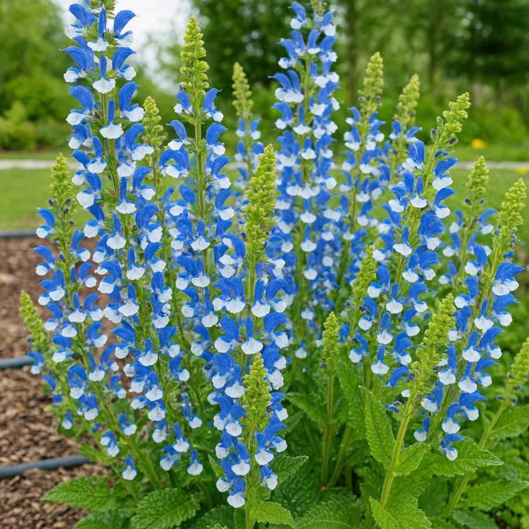 Salvia Azurea | Blue Azure Pitcher Sage | 10_seeds - Etsy