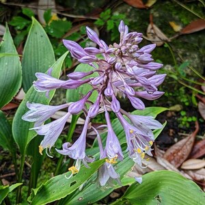 Hosta Longipes | Funkia | Plantain Lily | Rock Hosta | Iwa Giboshi | 10 ...