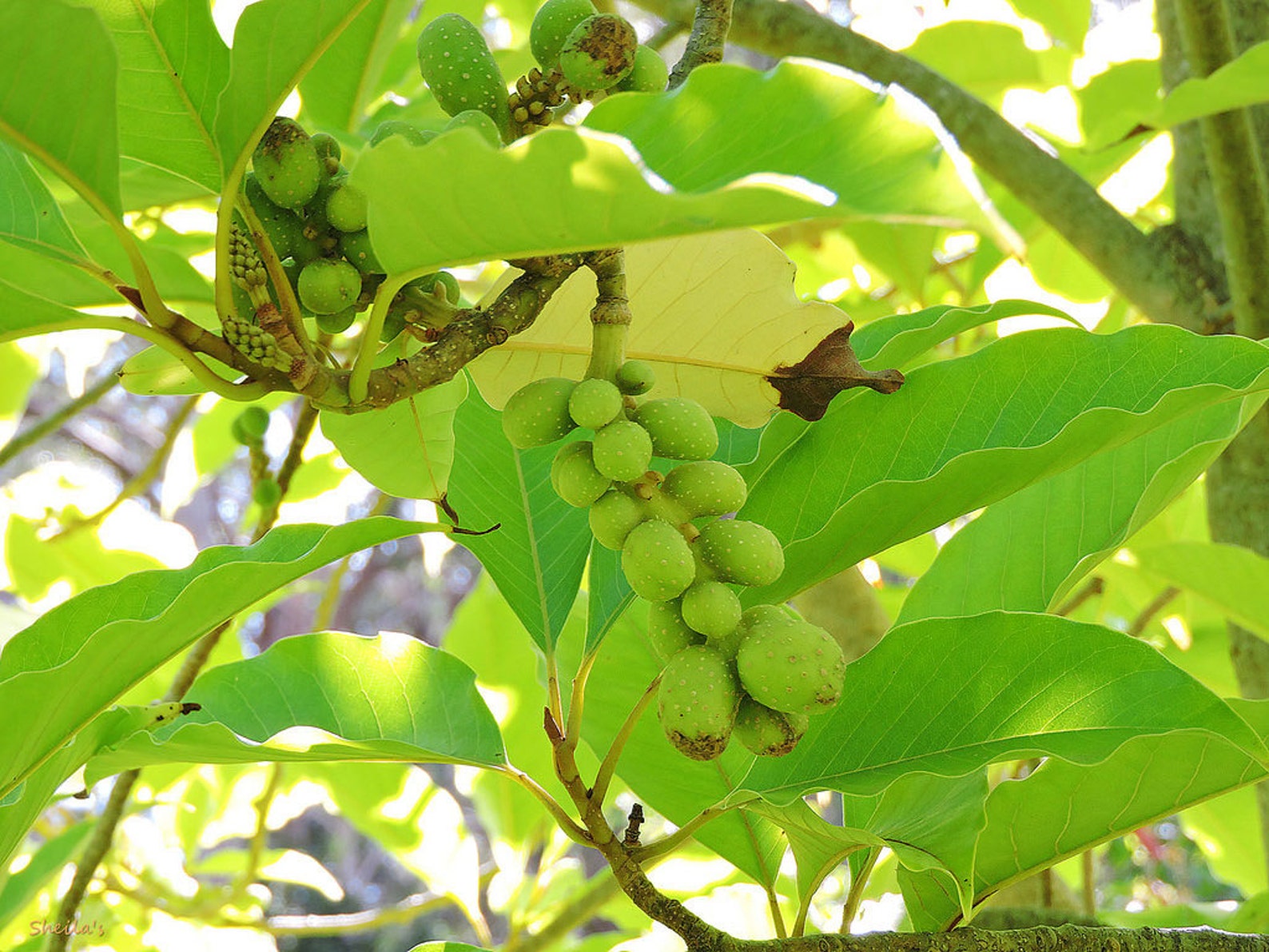 Magnolia Champaca Yellow Jade Orchid Tree 5_seeds - Etsy