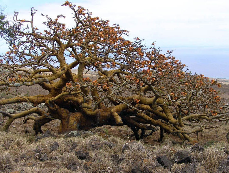Adenanthera Pavonina | False Wiliwili | Red-bead Tree | 10_seeds - Etsy