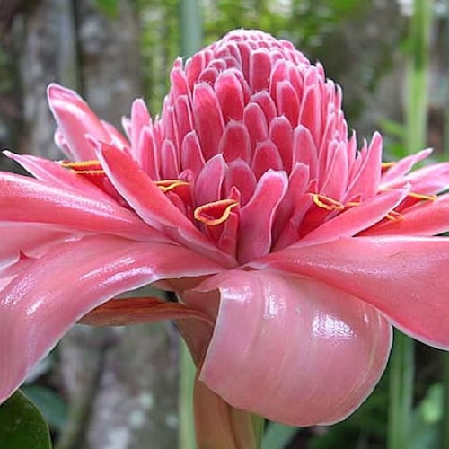 Etlingera Elatior Pink Torch Ginger Combrang Wax Flower - Etsy