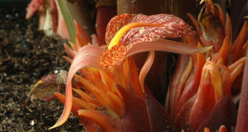 Zingiber Rubens | Bengal Ginger | 10_seeds - Etsy