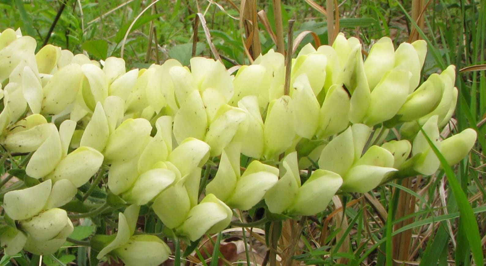 Baptisia Bracteata | False-indigo | Cream Wild Indigo | 5_seeds - Etsy