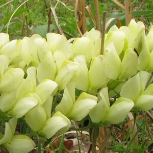Baptisia Bracteata | False-indigo | Cream Wild Indigo | 5_seeds - Etsy