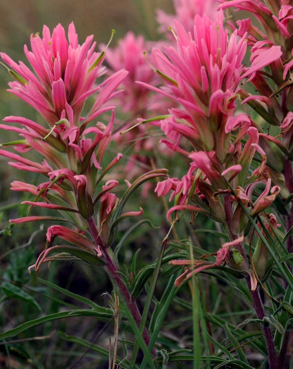Castilleja sessiliflora Downy Indian Paintbrush Paintedcup | Etsy