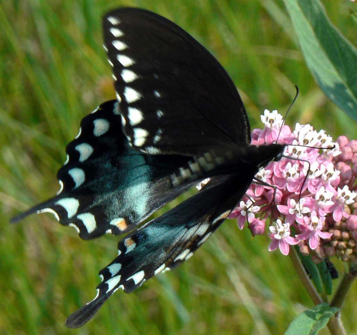 Asclepias Incarnata| Rose Red Swamp Milkweed| Silkweed| 100_seeds - Etsy