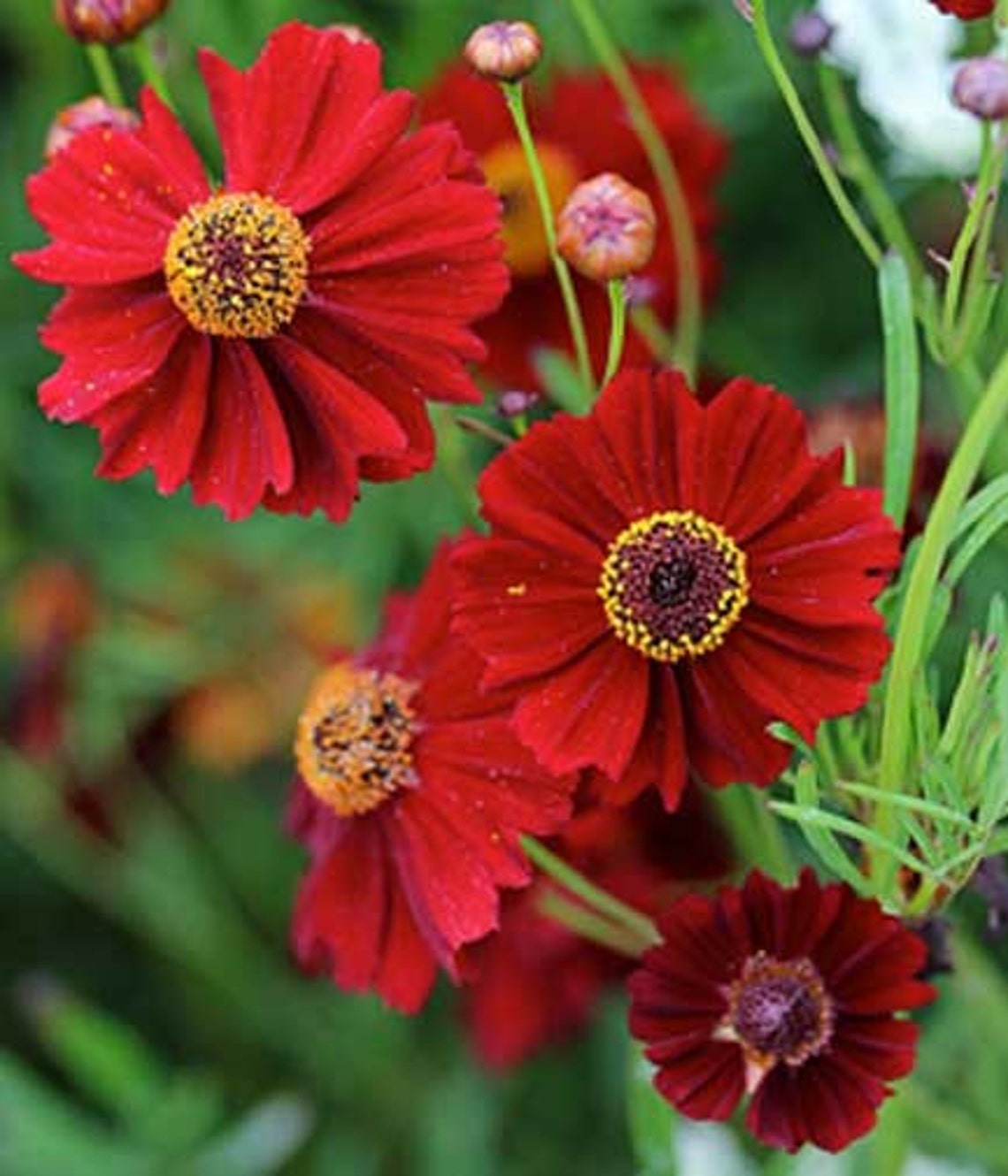 Coreopsis Tinctoria Calliopsis Tickseed 200_seeds | Etsy