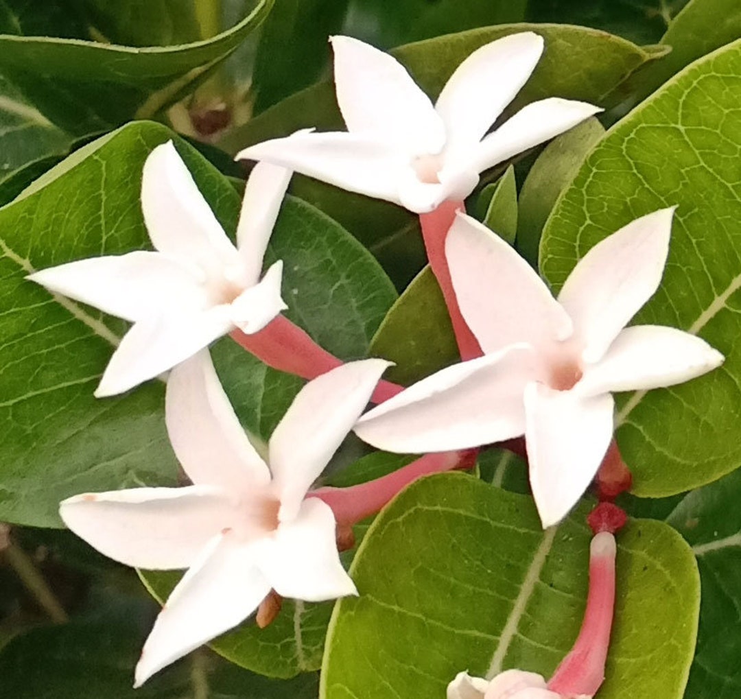 Carissa Carandas | Bengal Currant | Christs Thorn | Carandas Plum | 50 ...