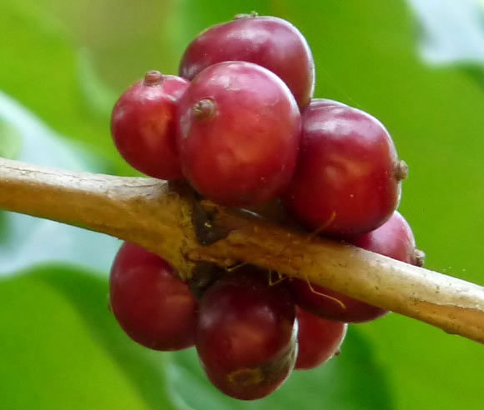 Coffea canephora robusta Coffee 5_Seeds - Etsy Italia