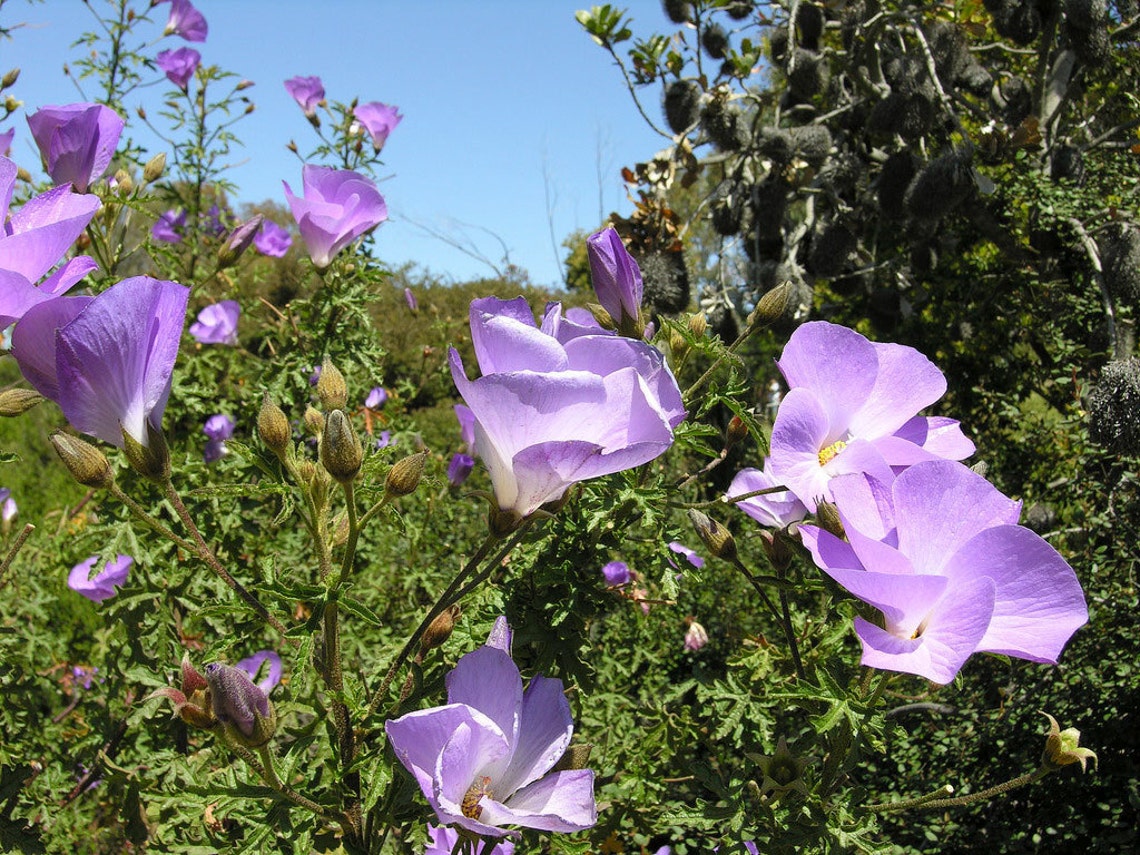 Alyogyne Huegelii | Blue Hibiscus | 20_seeds - Etsy