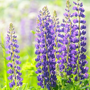 Lupinus Perennis | Wild Lupine | Sundial Lupine | 50_seeds - Etsy
