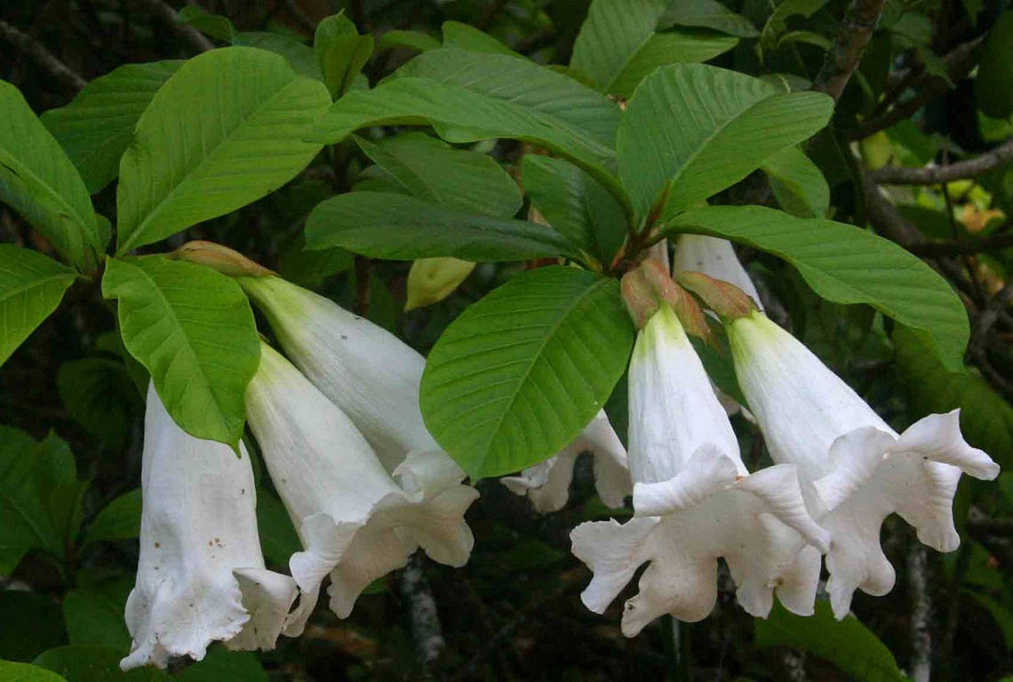 Beaumontia Grandiflora | Heralds Trumpet | Easter Lily Vine | 20_seeds ...