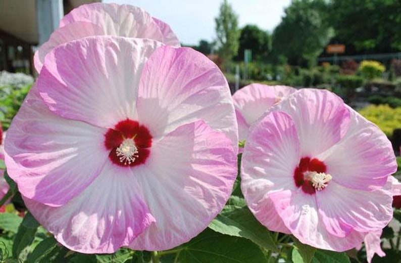 Hibiscus Moscheutos Luna Pink Swirl | 10_seeds - Etsy