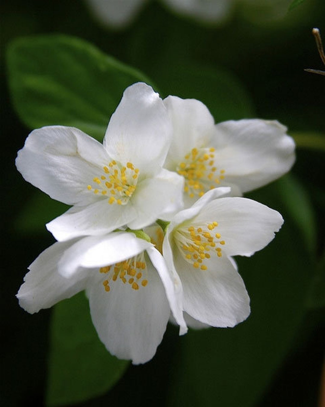 Philadelphus Coronarius | English Dogwood | Sweet Mock Orange | 200 ...