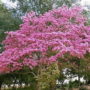 Tabebuia Rosea | Apamate | Pink Poui | Pink Tecoma |rosy Trumpet Tree ...