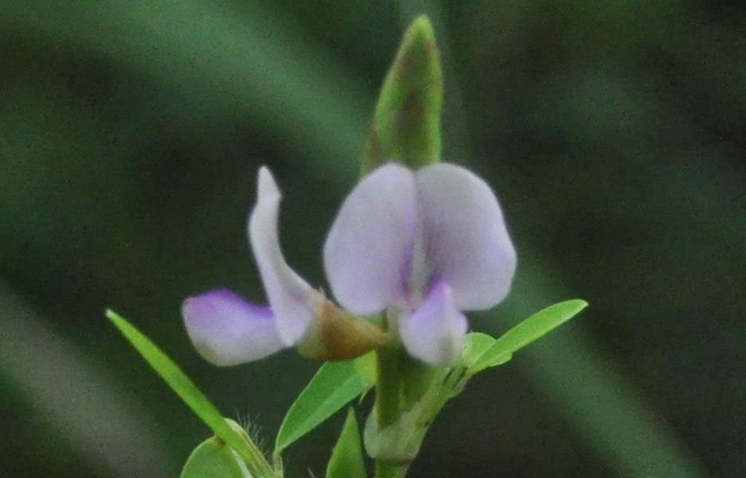 Codariocalyx Motorius | Dancing Plant | Telegraph | Semaphore | 20 ...