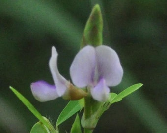 Telegraph Plant Seeds ~codariocalyx Motorius~ Fascinating "moving ...