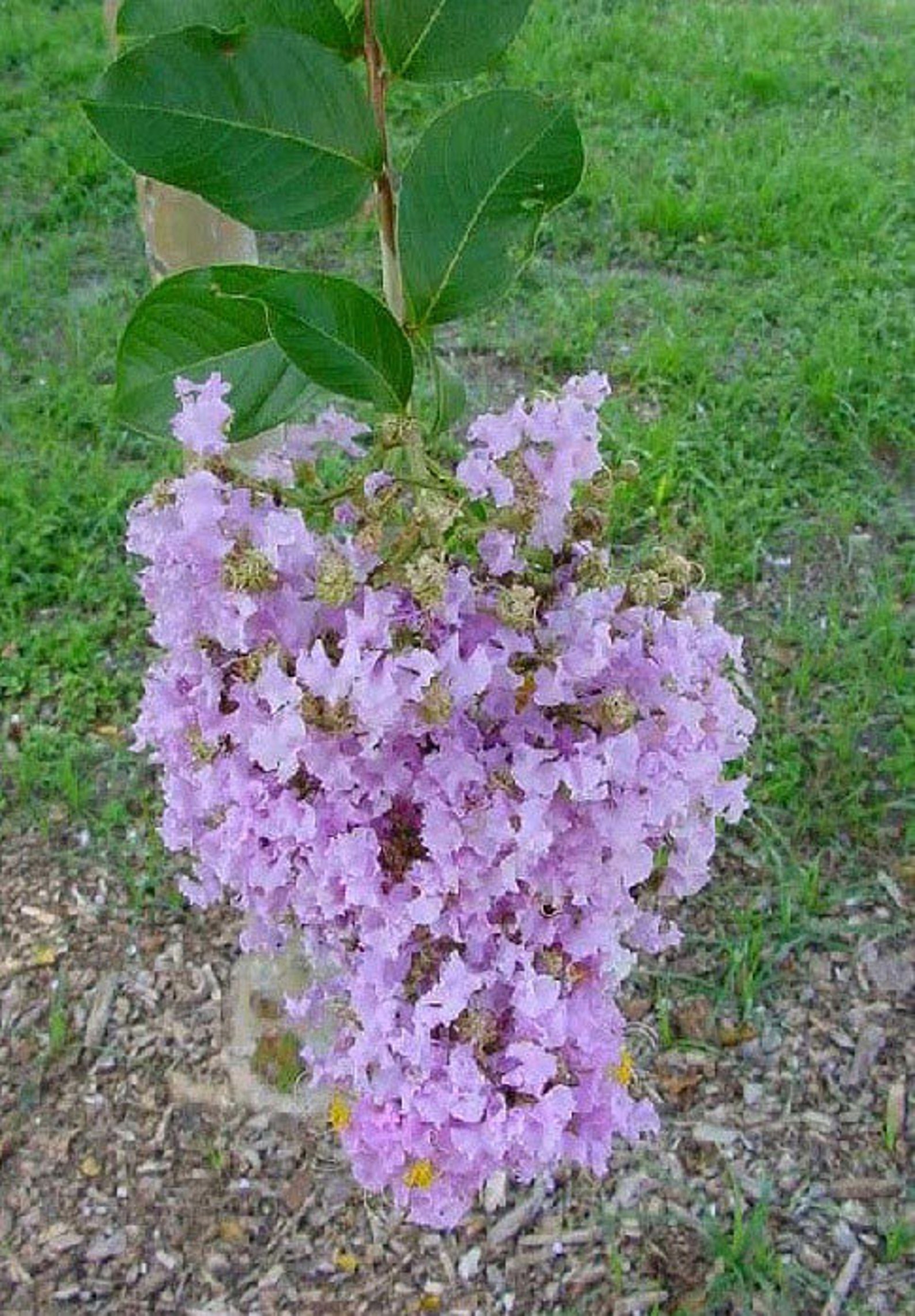 Lagerstroemia Fauriei | Crape Myrtle Muskogee| 50_seeds - Etsy