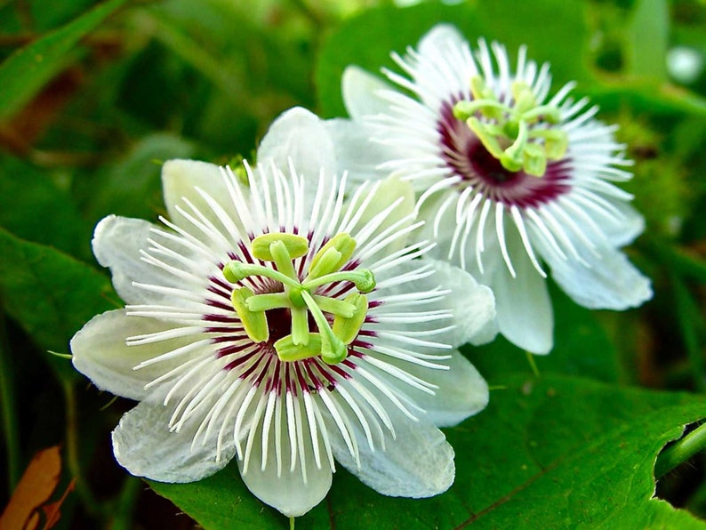 Passiflora Foetida | Wild Maracuja| Bush Passion Fruit| 5_seeds - Etsy