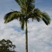 Archontophoenix Alexandrae | King Alexander & Northern Bangalow Palm ...