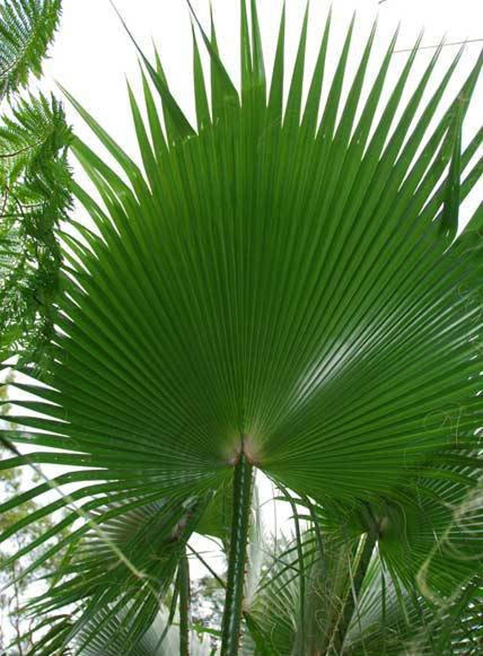 Washingtonia Robusta | Mexican Fan Palm | Skyduster | 10_seeds - Etsy