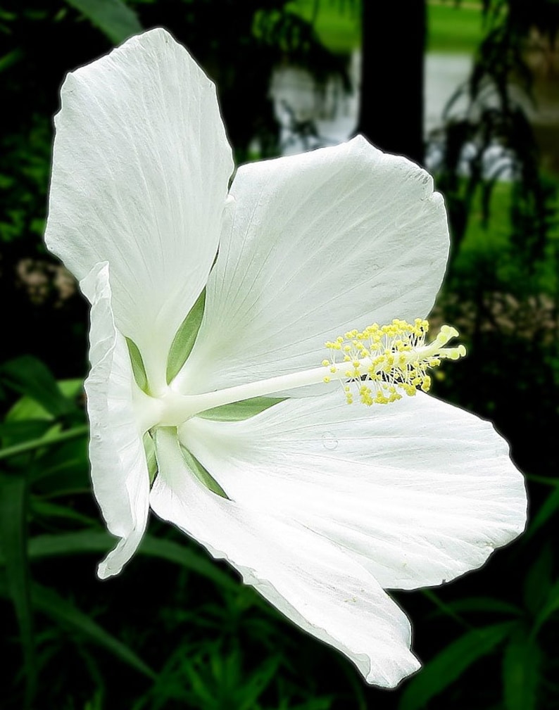 Hibiscus Coccineus Alba | White & Texas Star | Rose Mallow | 10_seeds ...