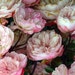 Rosa Chinensis Angel Wings | Miniature Rose | 10_seeds - Etsy