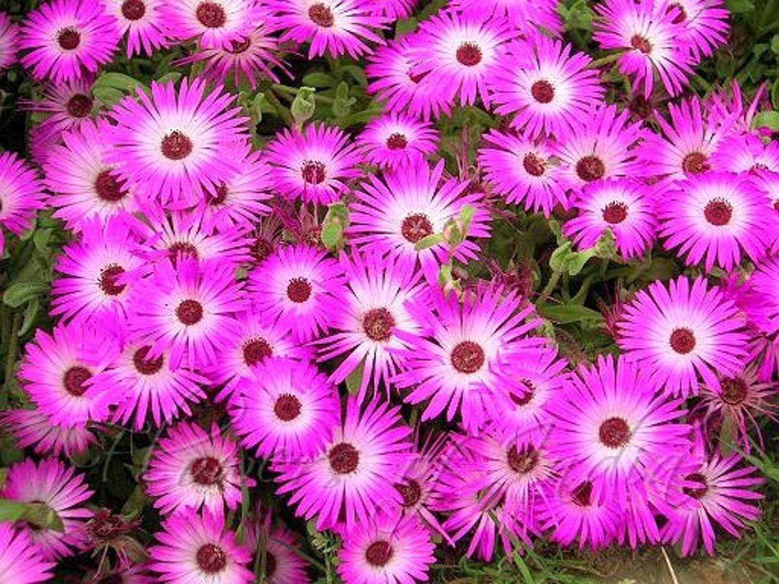 Dorotheanthus bellidiformis Ice Plant 10_Seeds | Etsy