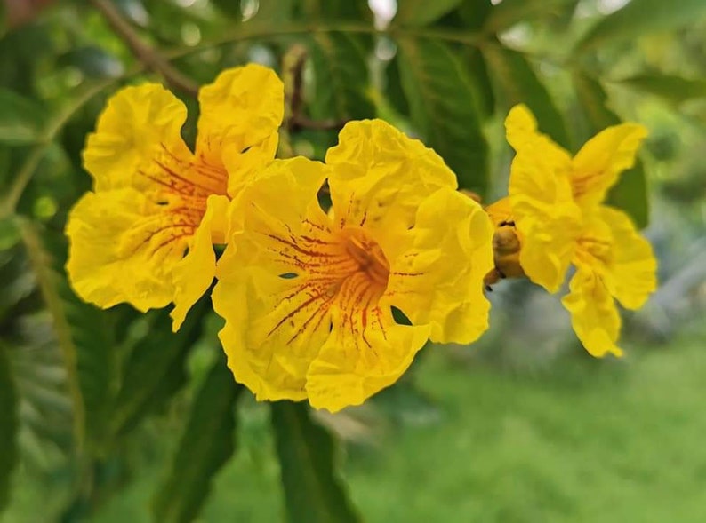 Markhamia Lutea | Nile Trumpet & Tulip | Siala Tree | 20_seeds - Etsy
