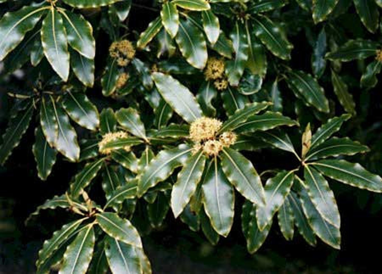 Pittosporum Eugenioides Lemonwood Tree Tarata 5_seeds - Etsy