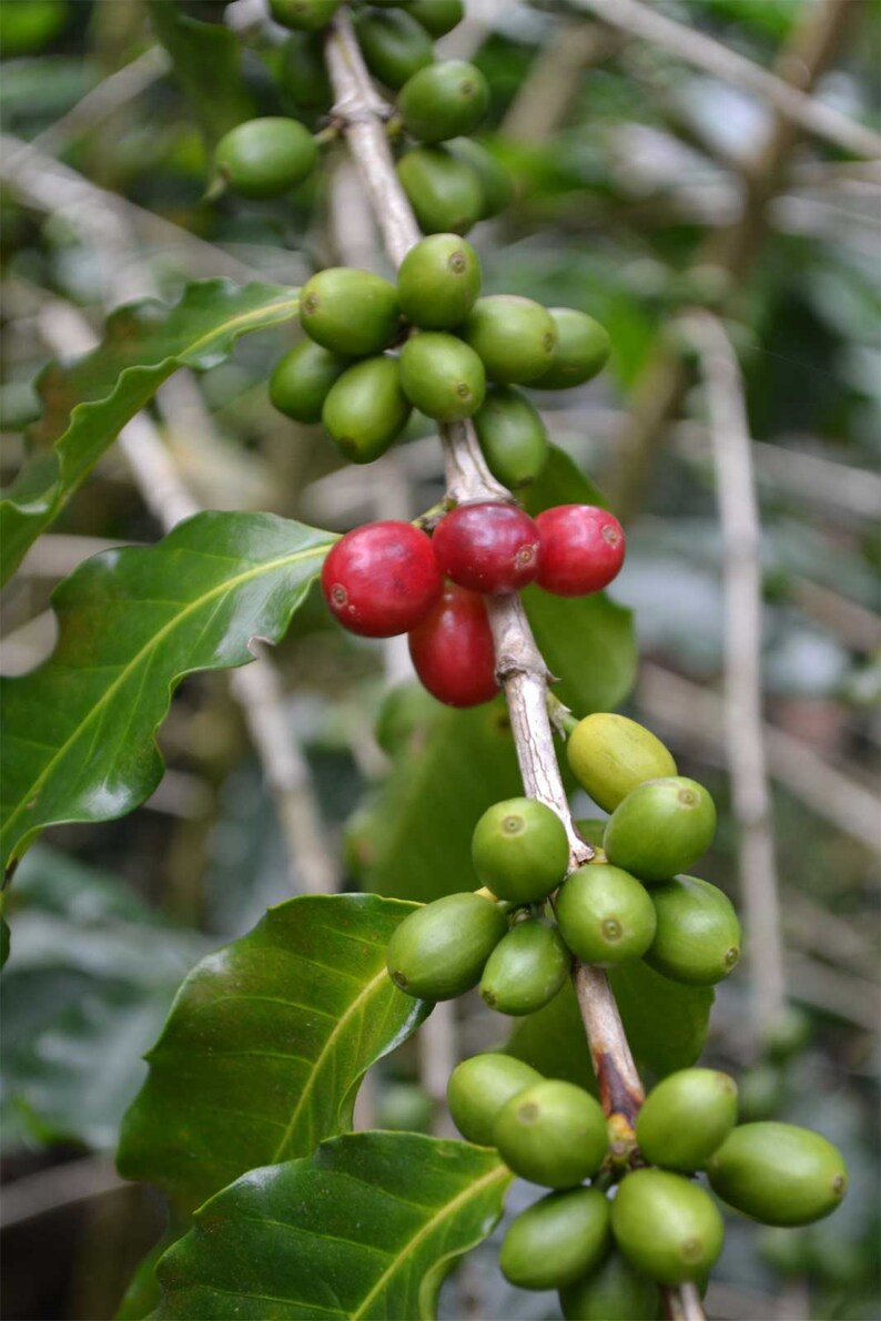 Coffea Arabica Caturra Dwarf Coffee 5_seeds - Etsy