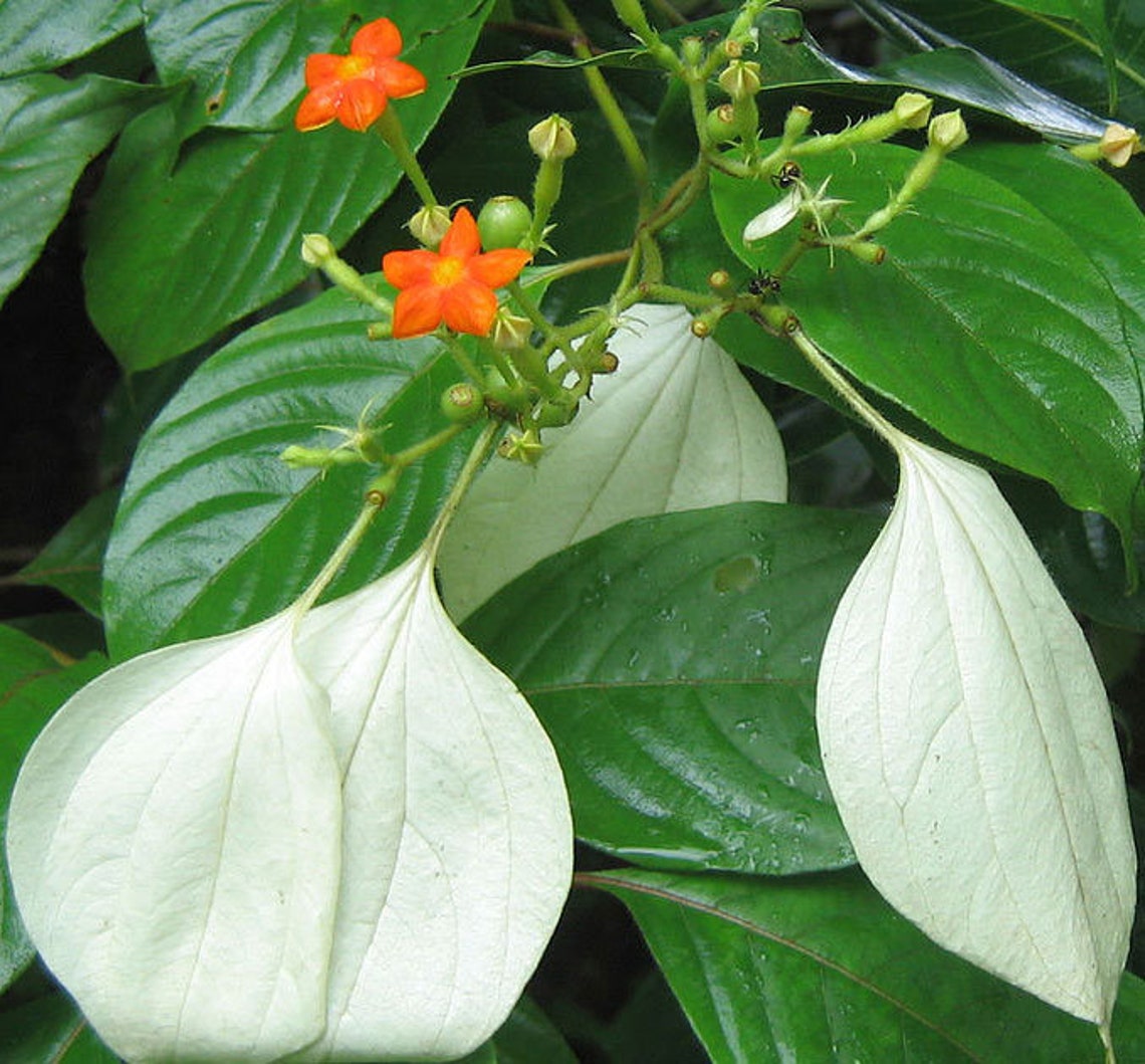 Mussaenda Roxburghii 500_seeds | Etsy