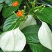 Mussaenda Roxburghii 500_seeds - Etsy